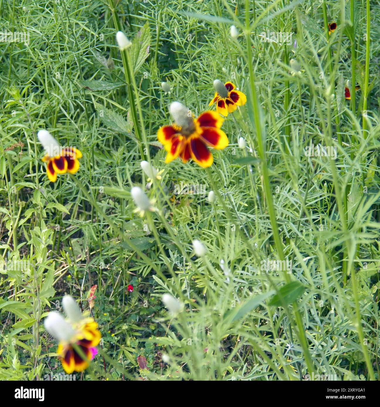 upright prairie coneflower (Ratibida columnifera) Plantae Stock Photo ...