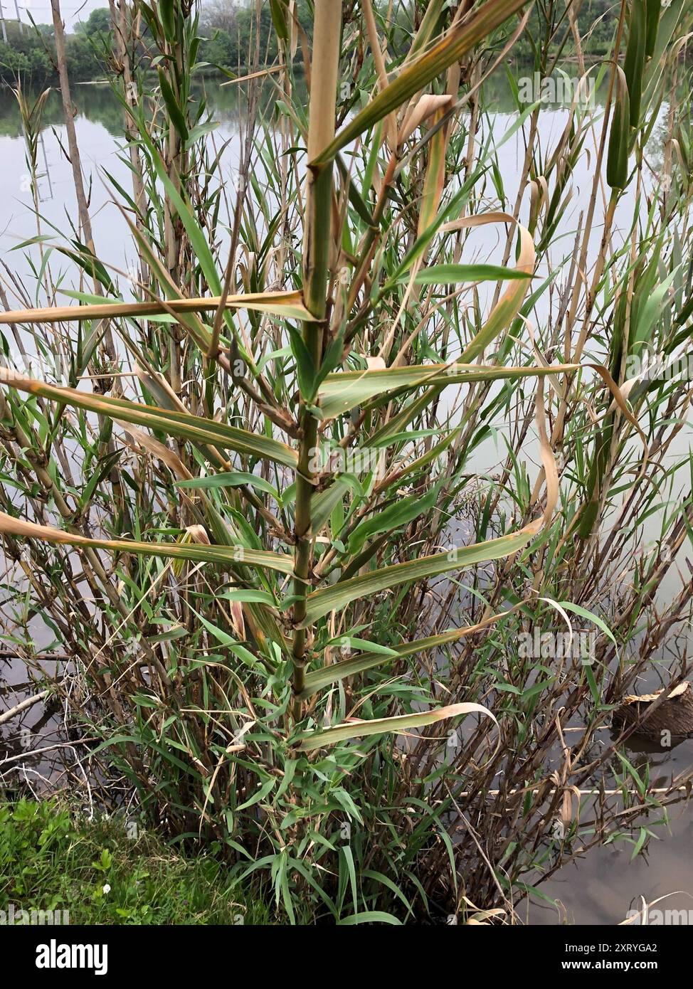 giant reed (Arundo donax) Plantae Stock Photo - Alamy