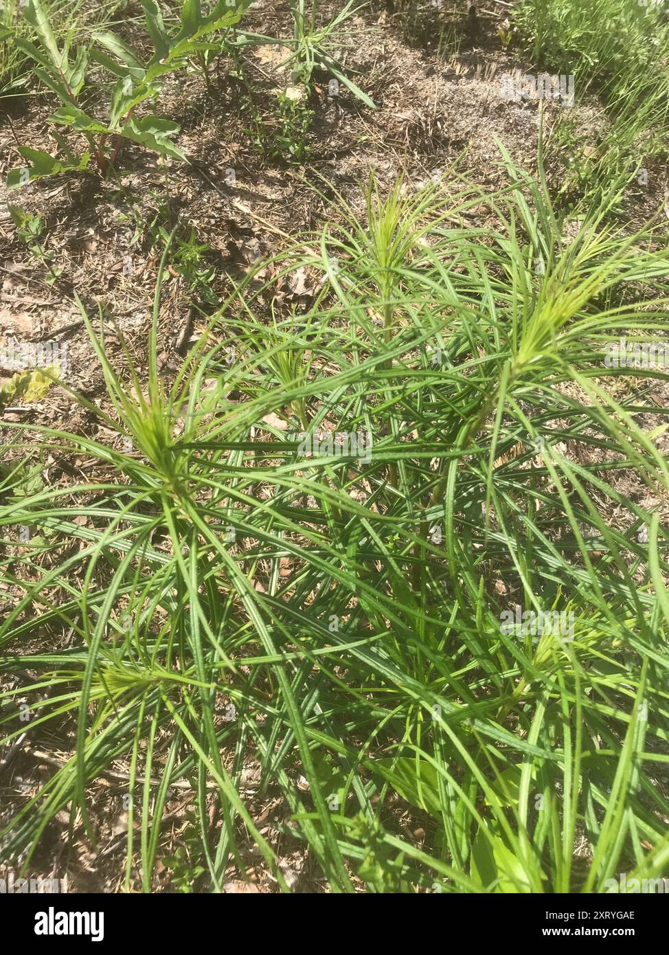 Narrow Leaf Ironweed (Vernonia angustifolia) Plantae Stock Photo - Alamy
