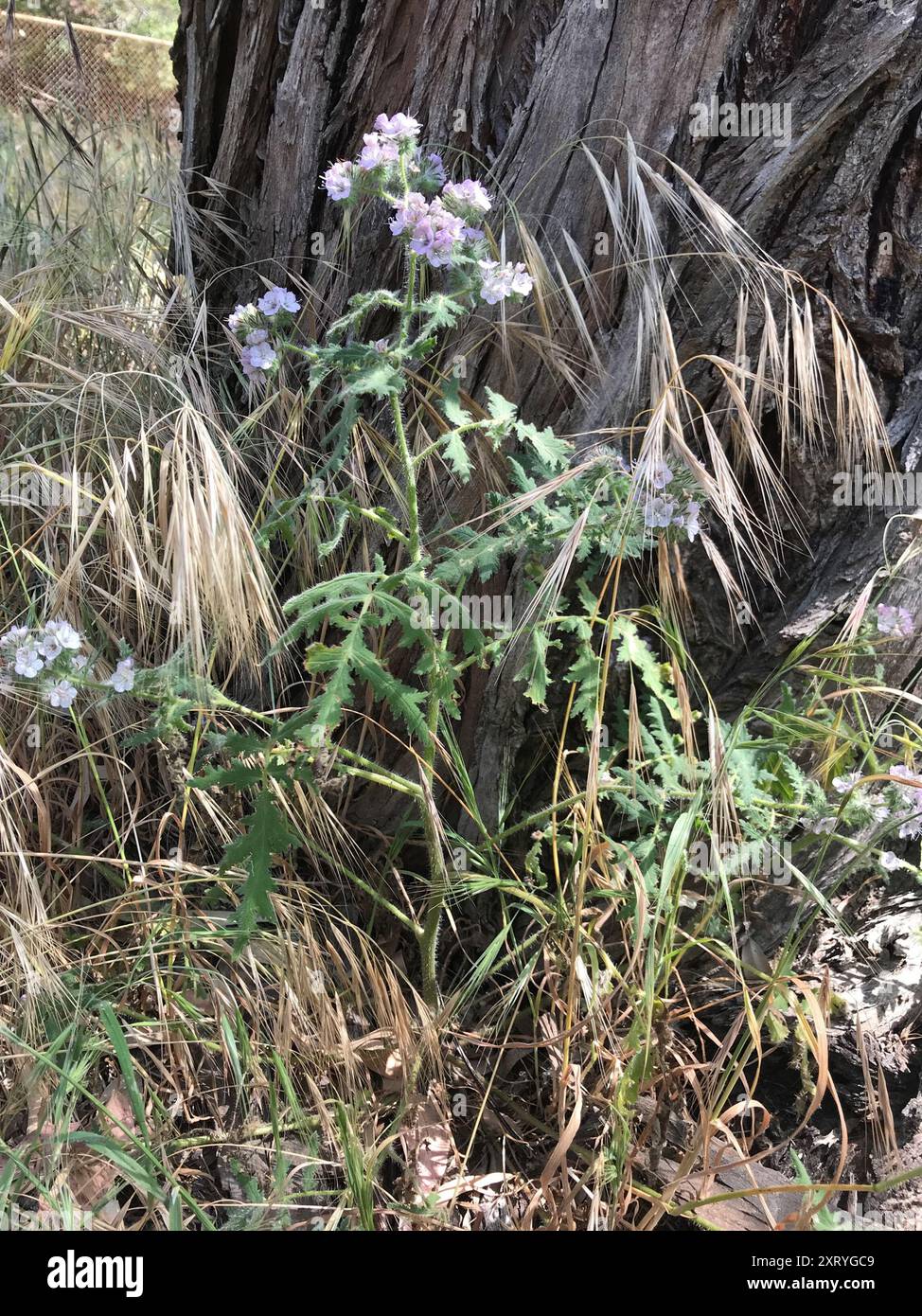 caterpillar scorpionweed (Phacelia cicutaria) Plantae Stock Photo - Alamy
