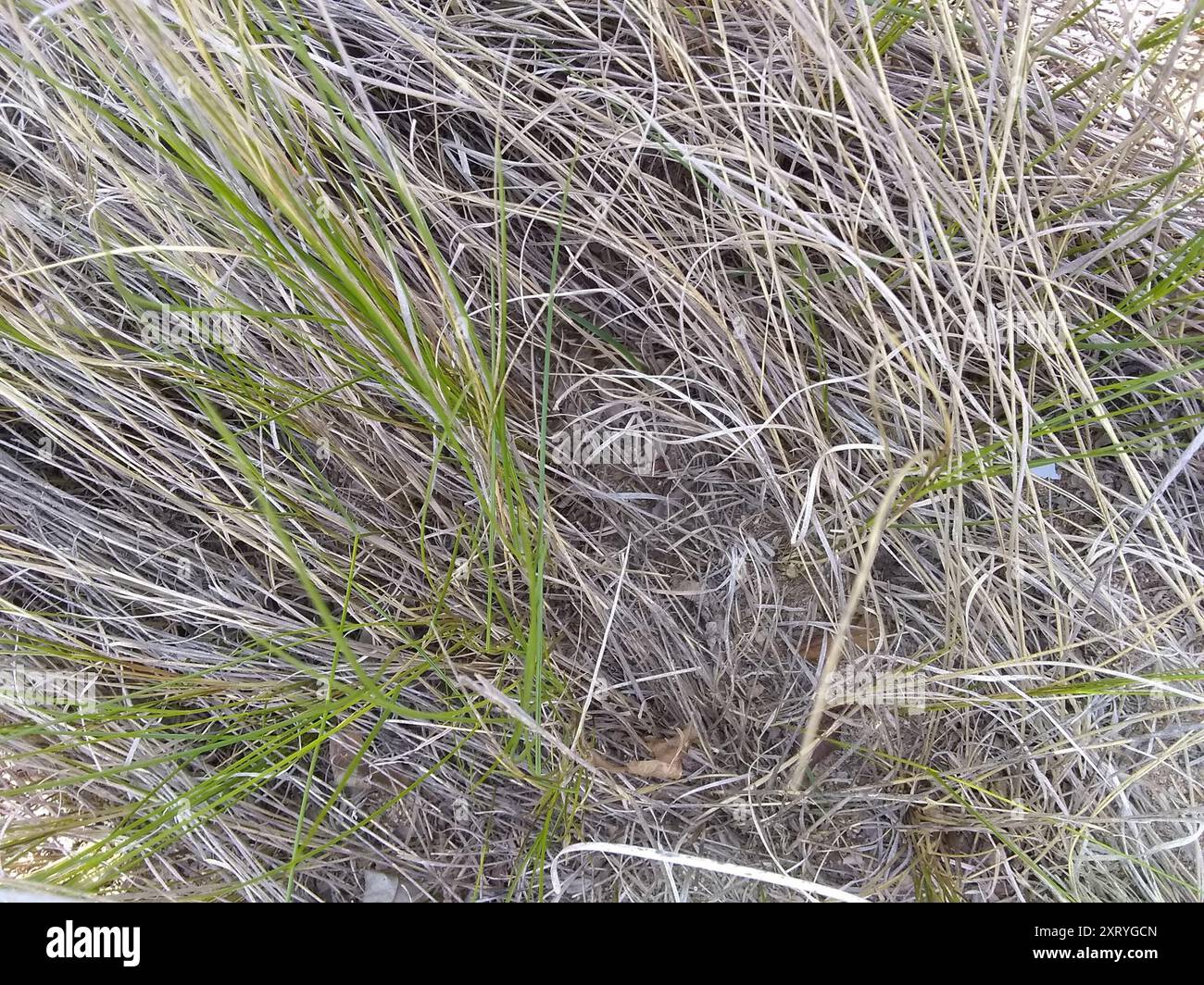 grasses (Poaceae) Plantae Stock Photo - Alamy