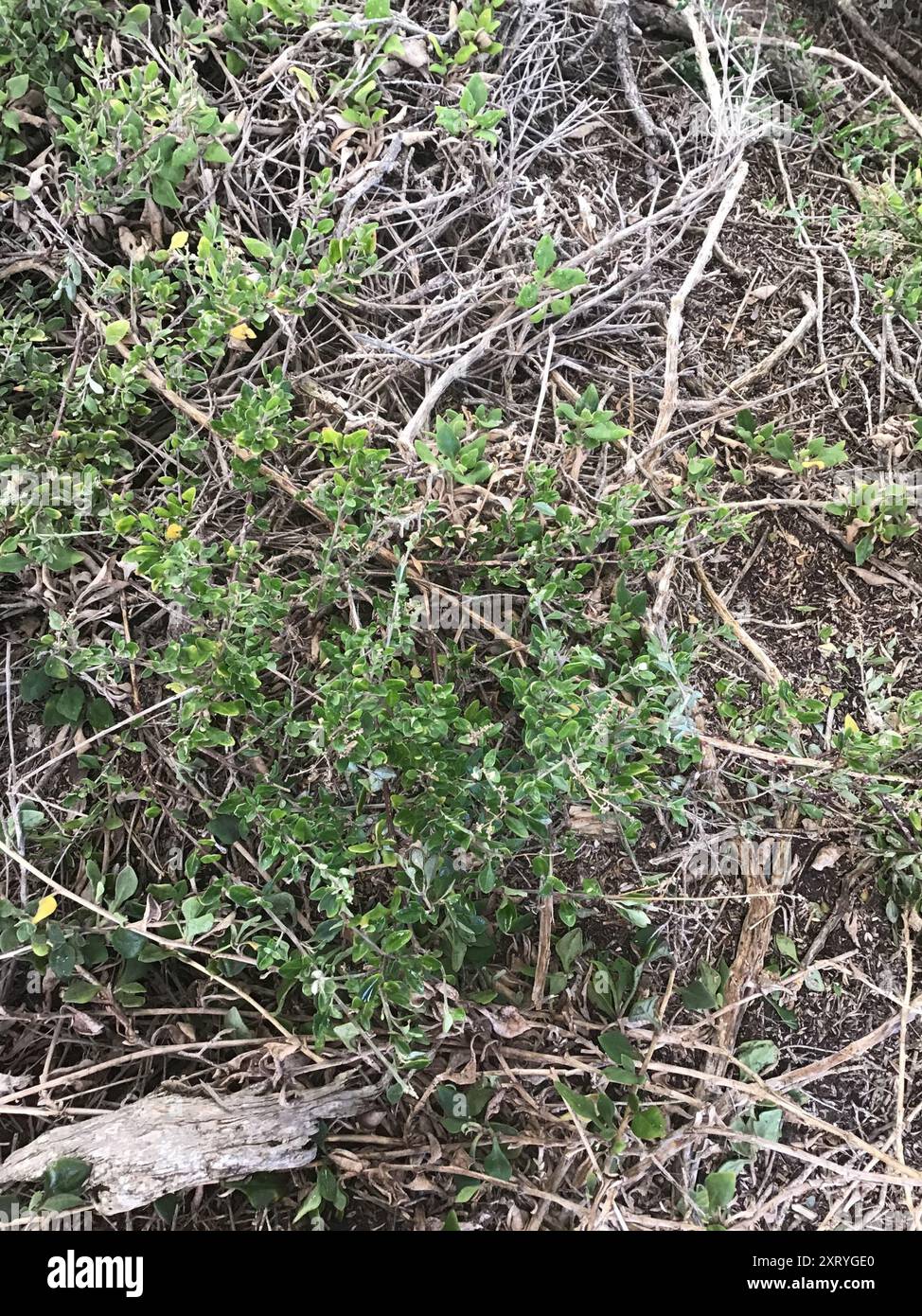 Seaberry Saltbush (Rhagodia candolleana) Plantae Stock Photo - Alamy
