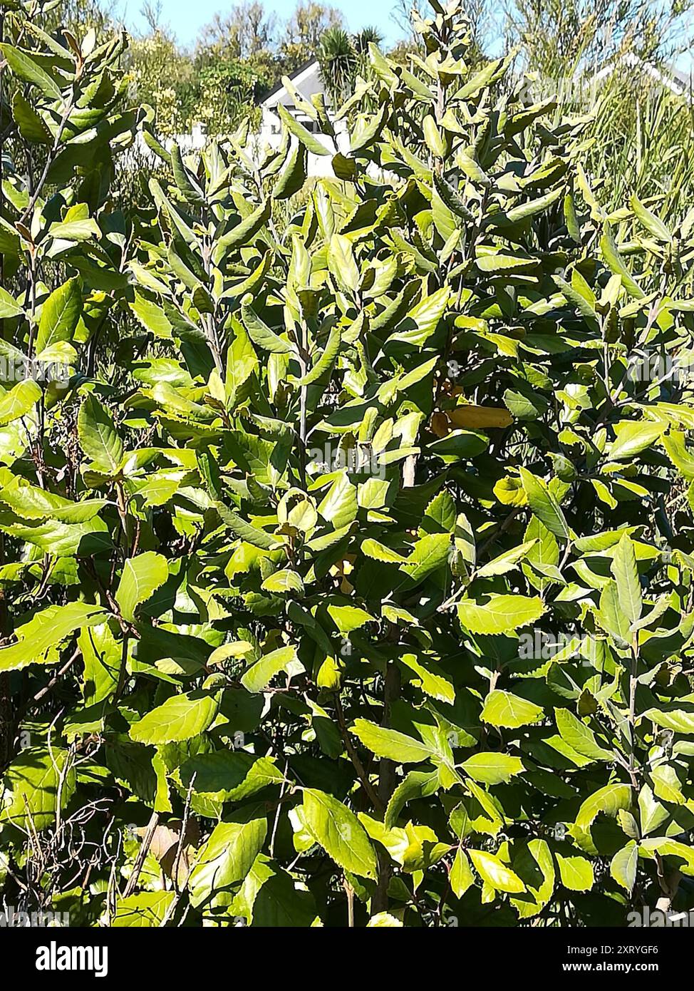 Assegai tree (Curtisia dentata) Plantae Stock Photo - Alamy