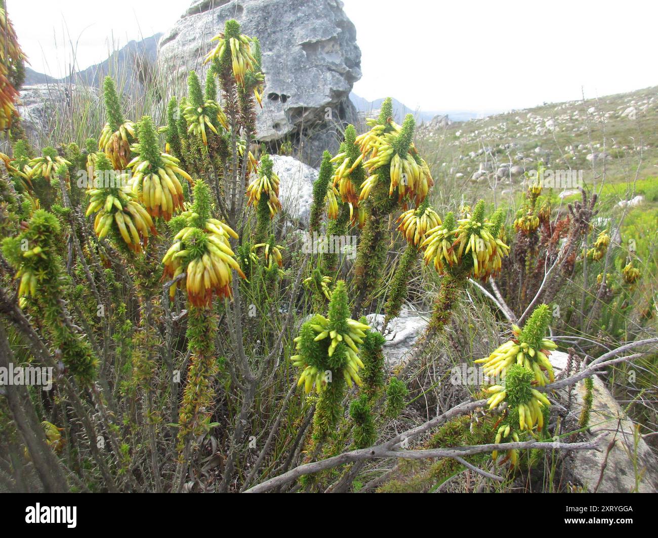 Red Hanging Heath (Erica coccinea coccinea) Plantae Stock Photo - Alamy