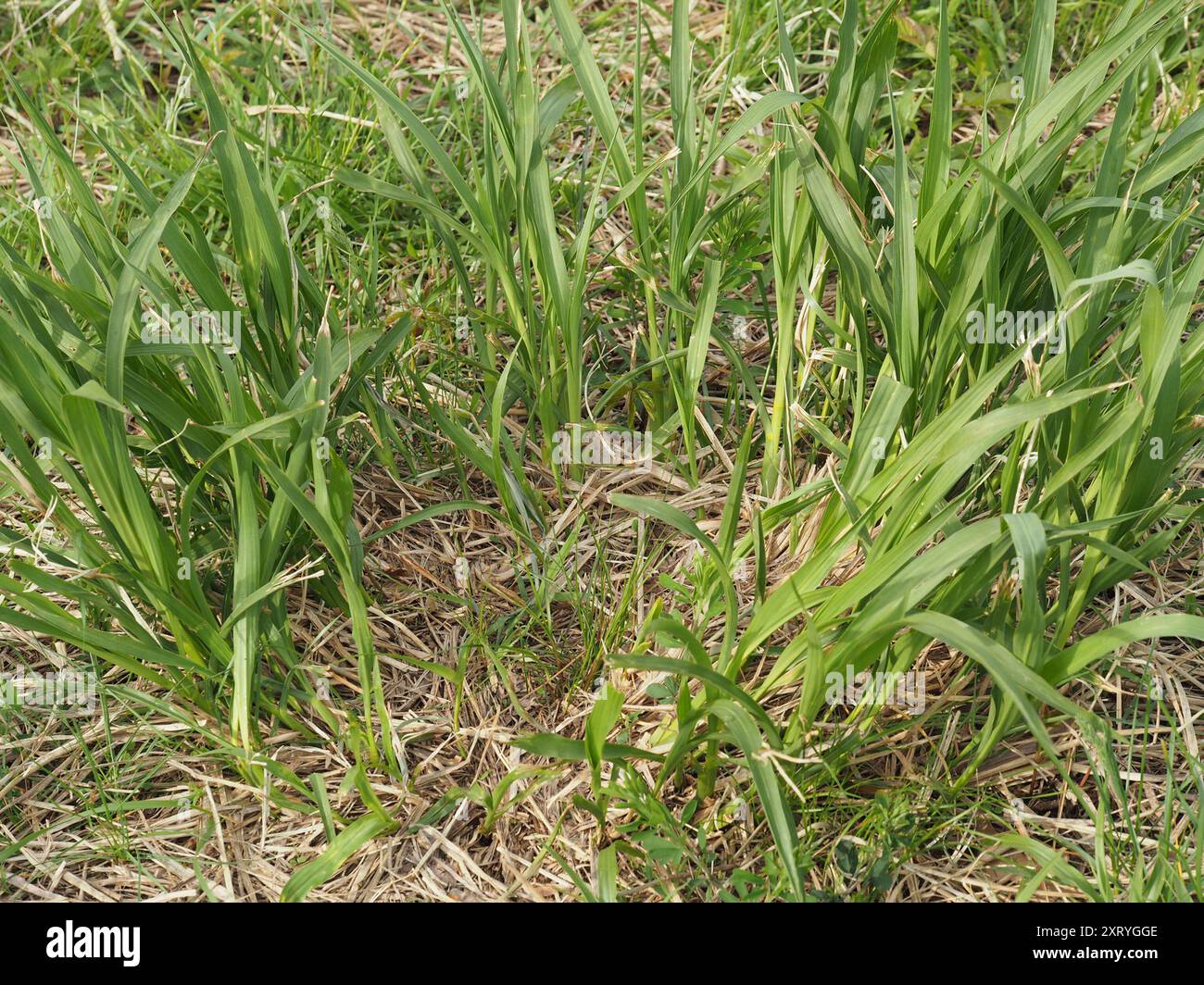 eastern gamagrass (Tripsacum dactyloides) Plantae Stock Photo - Alamy