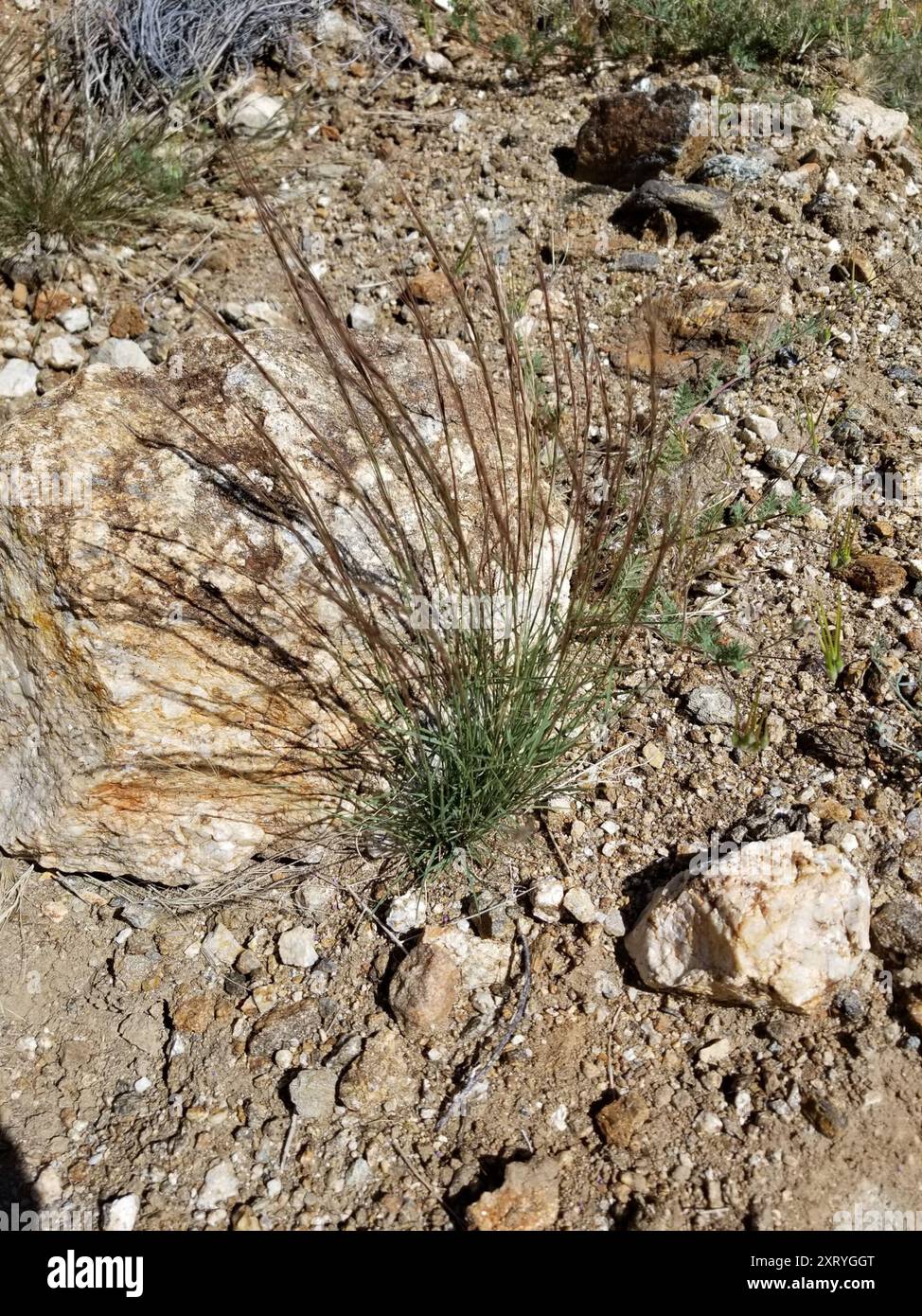 Purple Threeawn (Aristida purpurea) Plantae Stock Photo - Alamy