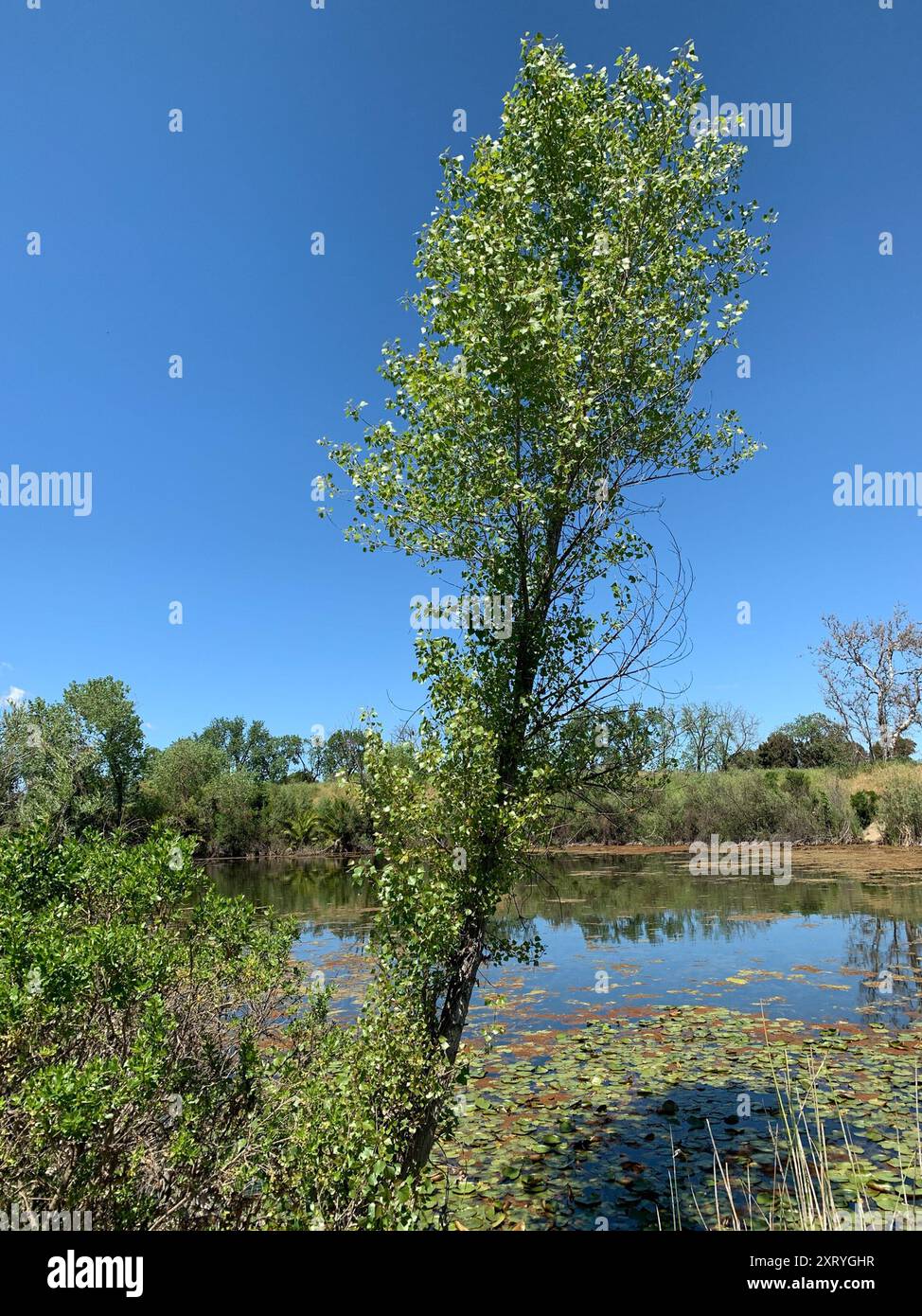 poplars, cottonwoods, and aspens (Populus) Plantae Stock Photo - Alamy