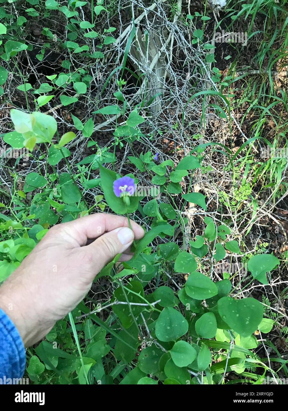 False dayflower (Tinantia anomala) Plantae Stock Photo - Alamy
