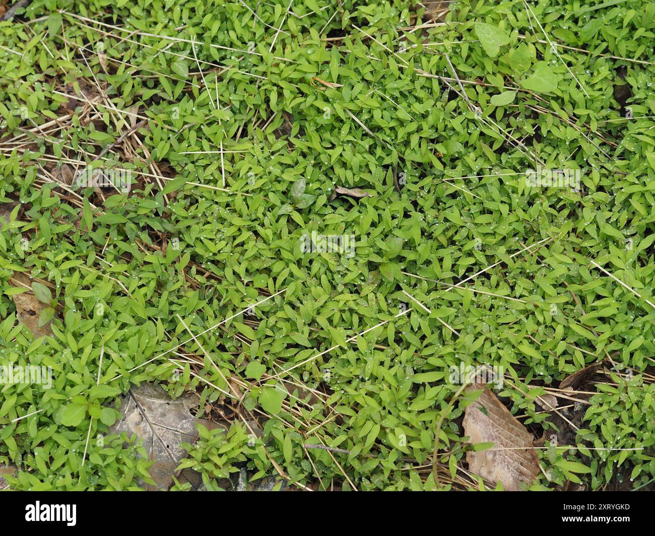 Japanese stiltgrass (Microstegium vimineum) Plantae Stock Photo - Alamy