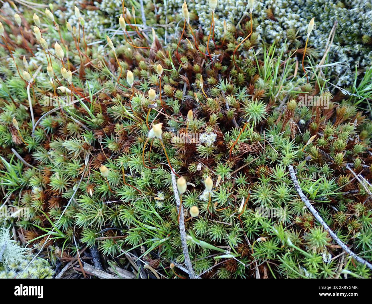 juniper haircap moss (Polytrichum juniperinum) Plantae Stock Photo - Alamy