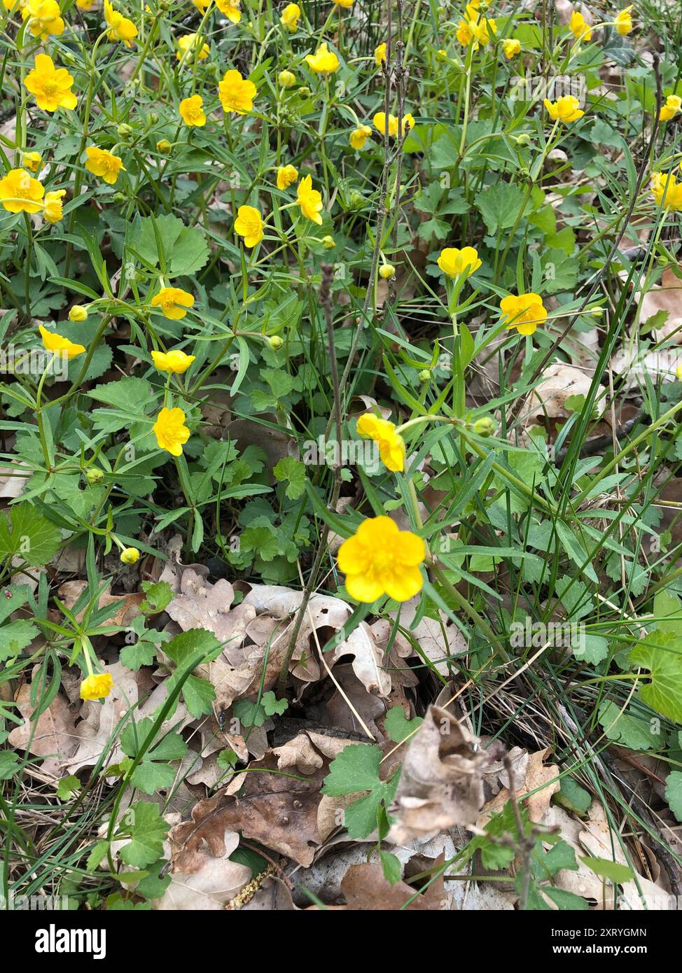 Goldilocks Buttercup (Ranunculus auricomus) Plantae Stock Photo - Alamy