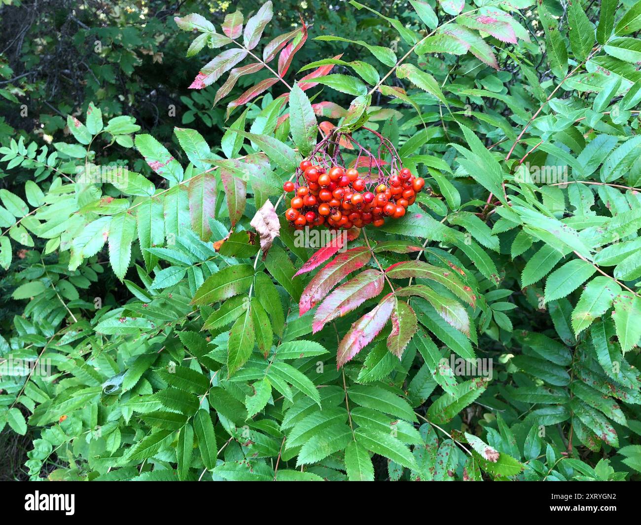 Greene's mountain ash (Sorbus scopulina) Plantae Stock Photo - Alamy