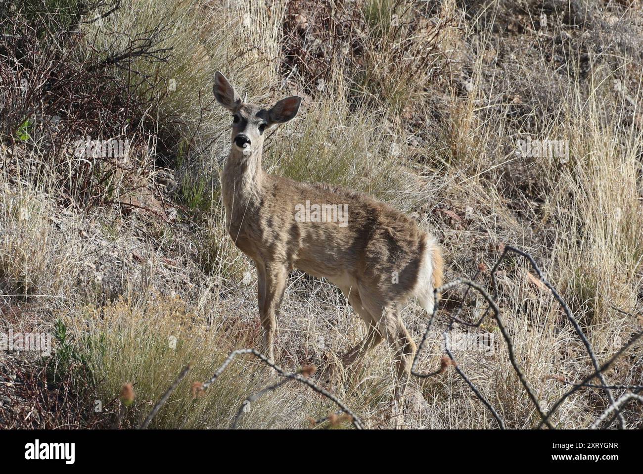Sierra del Carmen White-tailed Deer (Odocoileus virginianus carminis ...