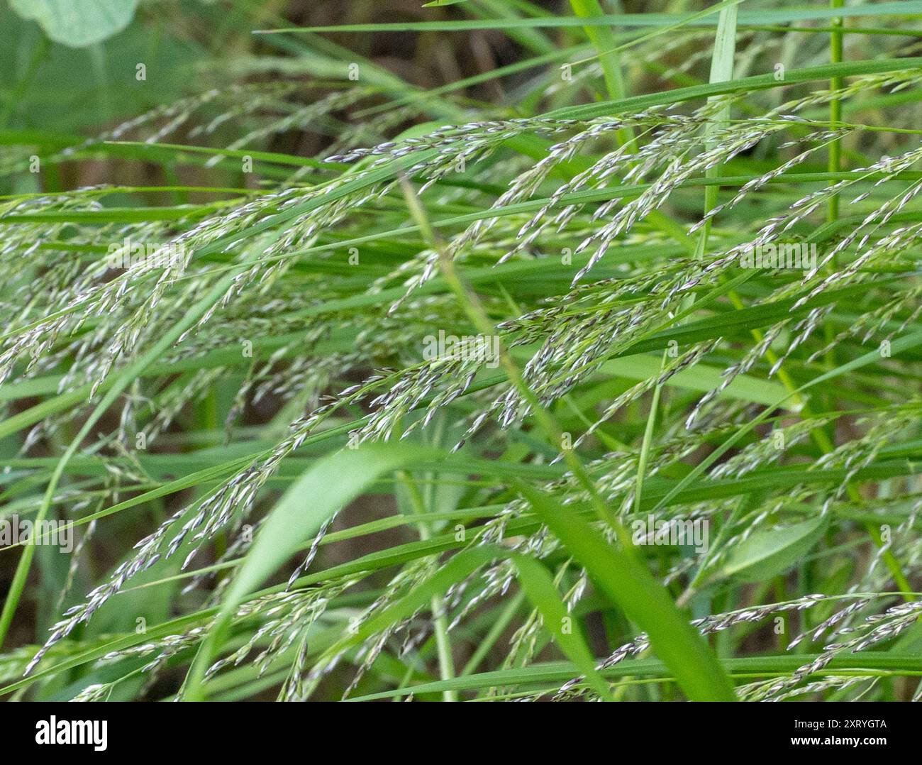 grasses (Poaceae) Plantae Stock Photo - Alamy