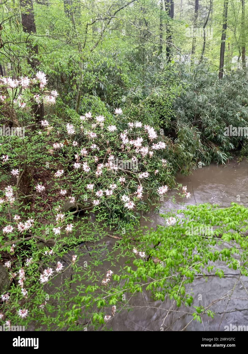 Pinxter Flower (Rhododendron periclymenoides) Plantae Stock Photo - Alamy