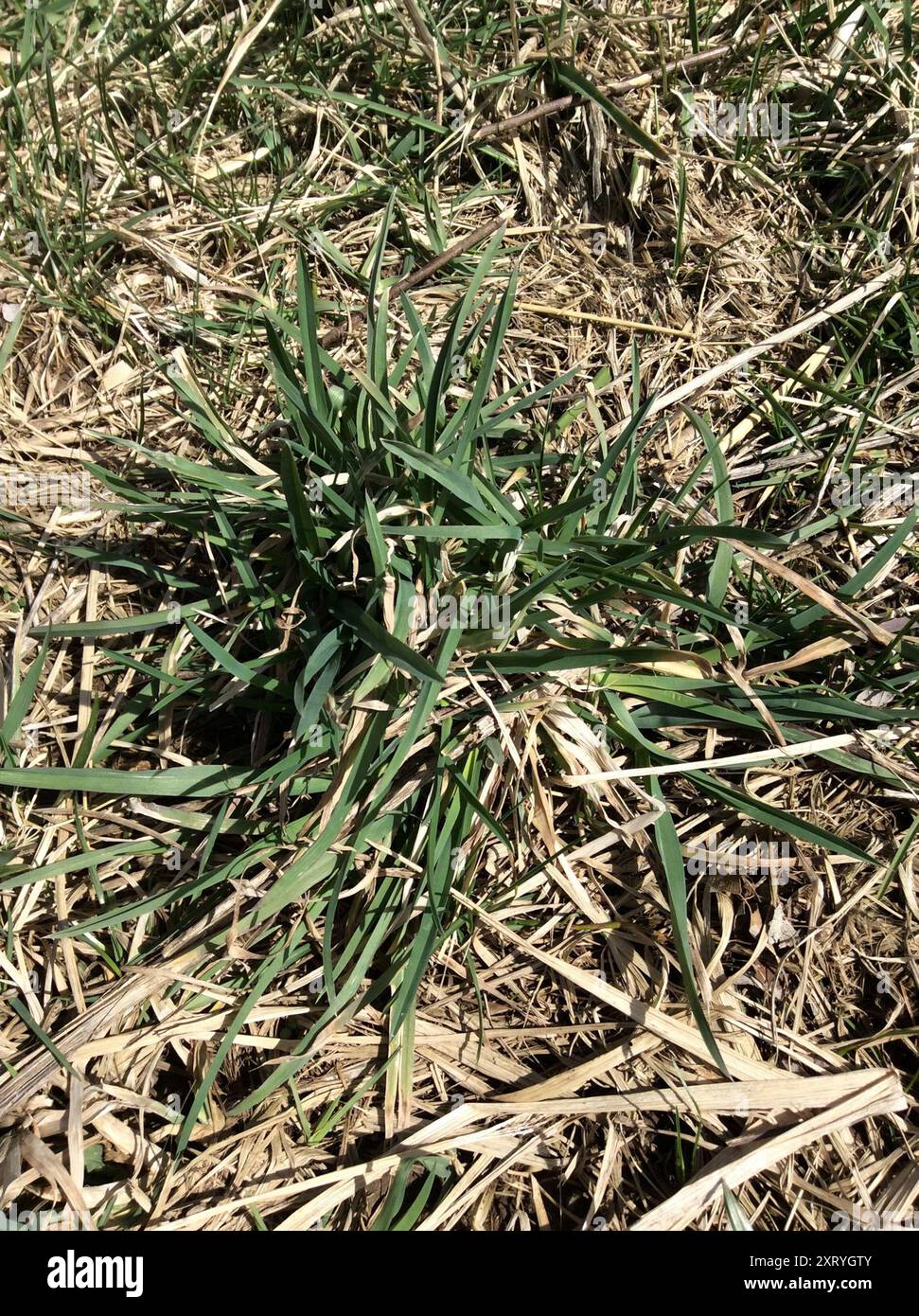 grasses (Poaceae) Plantae Stock Photo - Alamy
