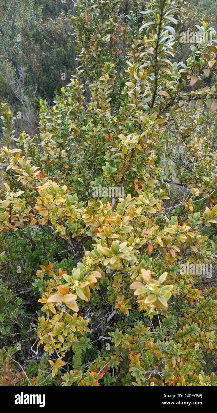 heath family (Ericaceae) Plantae Stock Photo - Alamy
