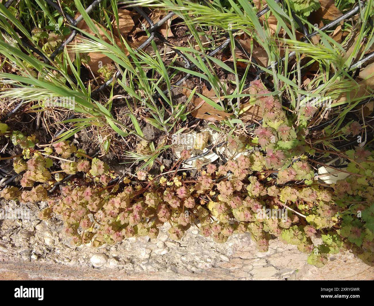 grasses (Poaceae) Plantae Stock Photo - Alamy