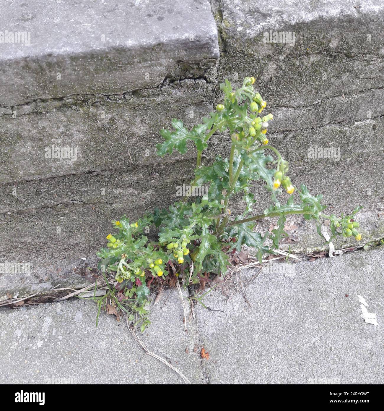 common groundsel (Senecio vulgaris) Plantae Stock Photo - Alamy
