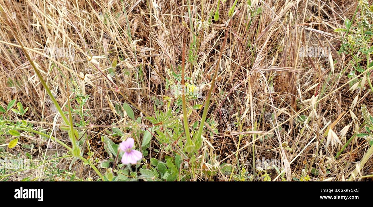 Mediterranean Stork's-bill (Erodium botrys) Plantae Stock Photo - Alamy