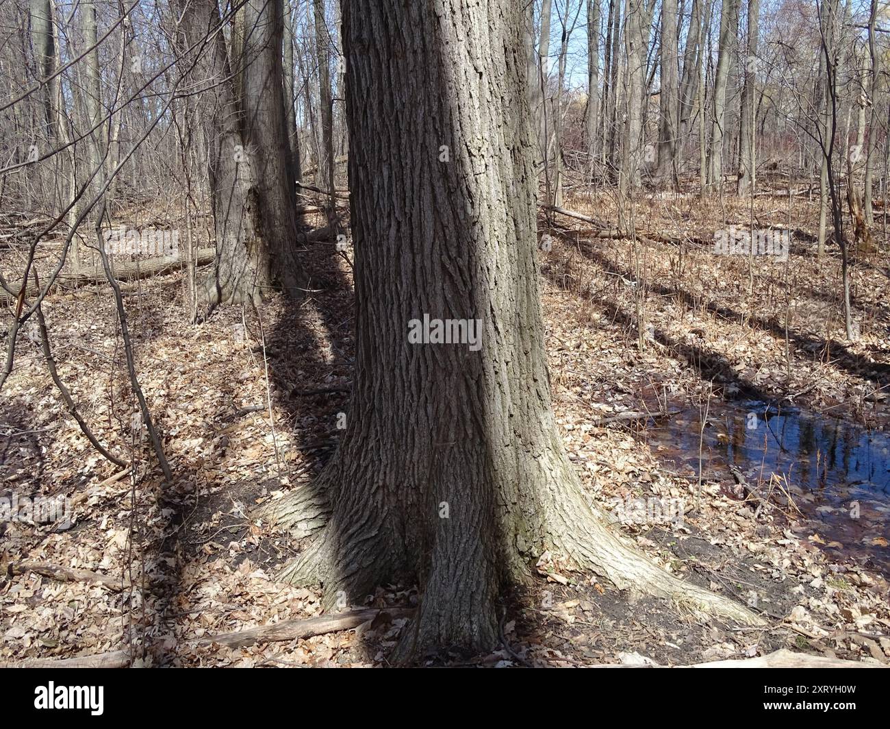 bur oak (Quercus macrocarpa) Plantae Stock Photo - Alamy