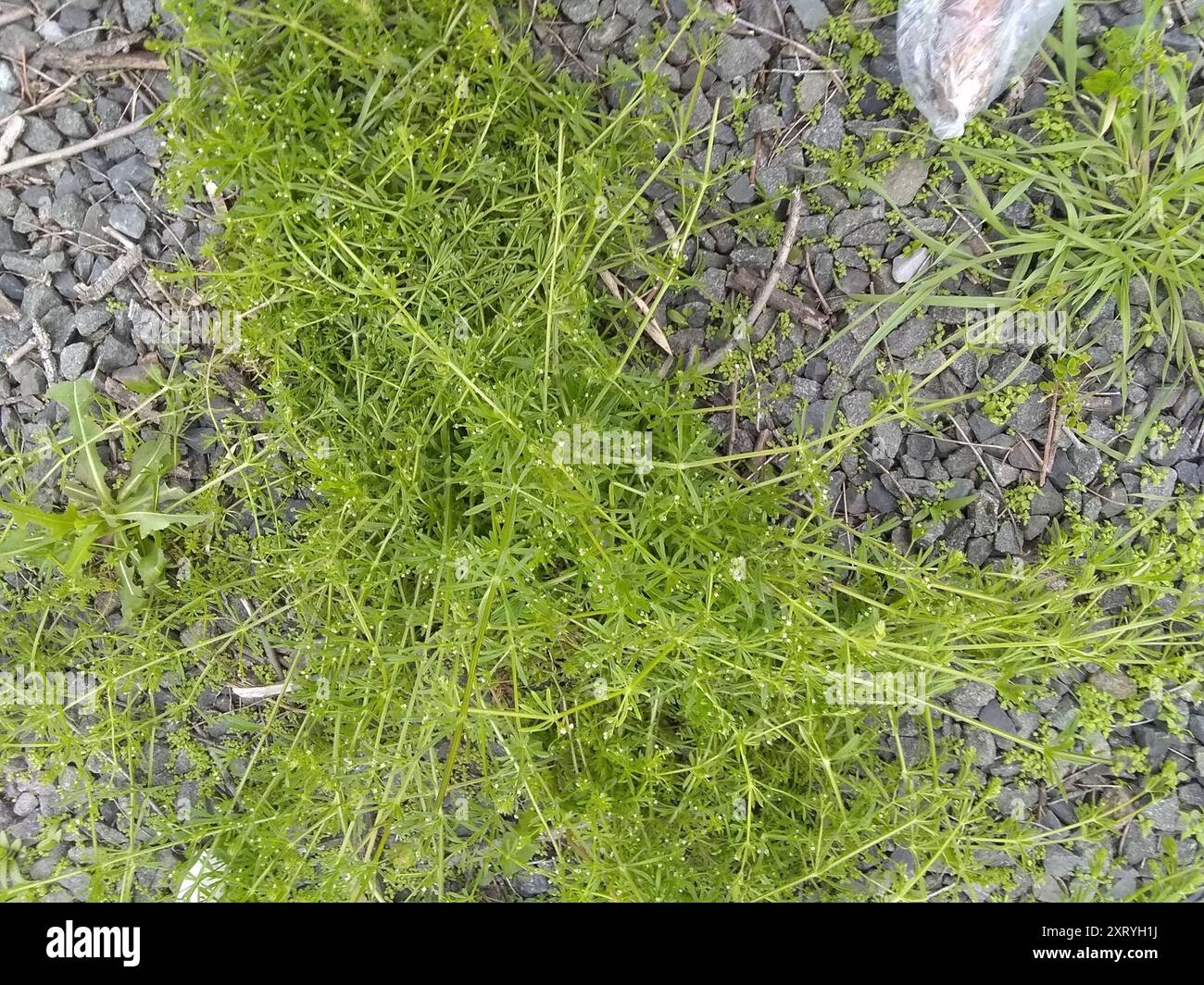 catchweed bedstraw (Galium aparine) Plantae Stock Photo - Alamy