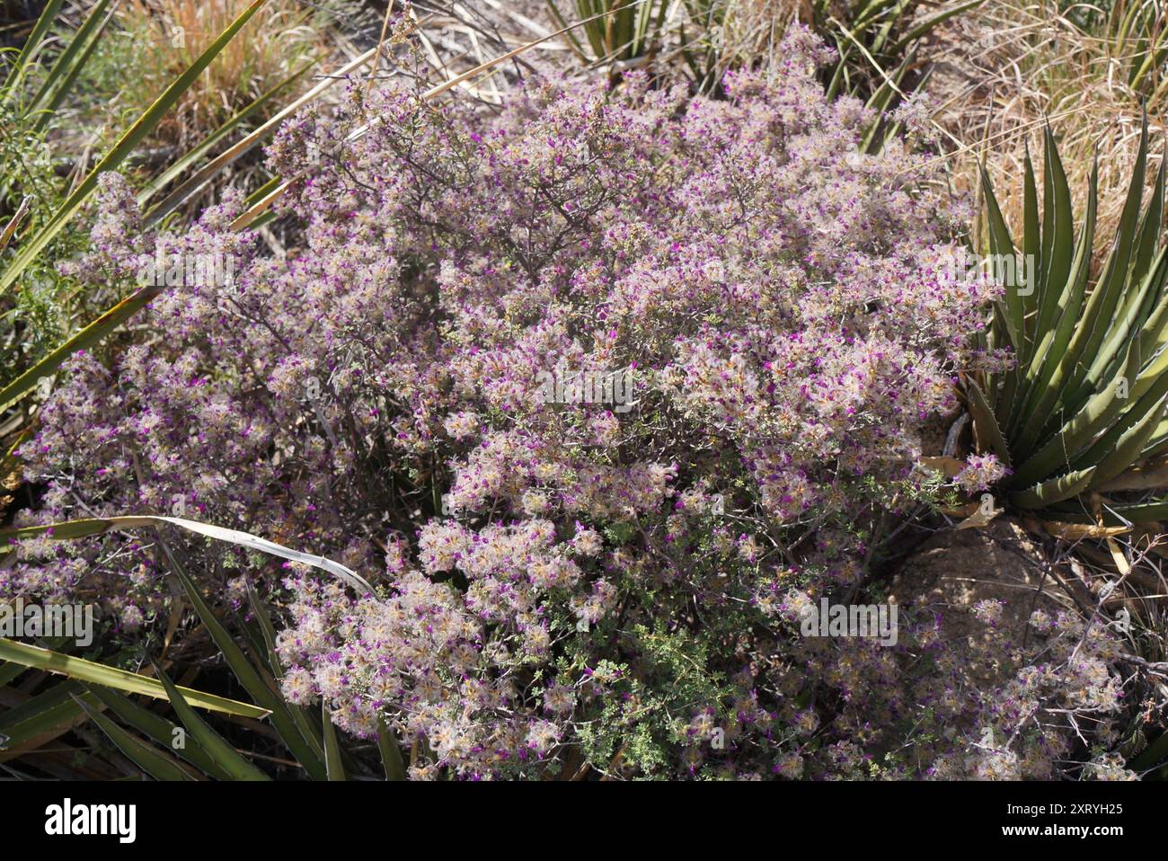 feather dalea (Dalea formosa) Plantae Stock Photo - Alamy