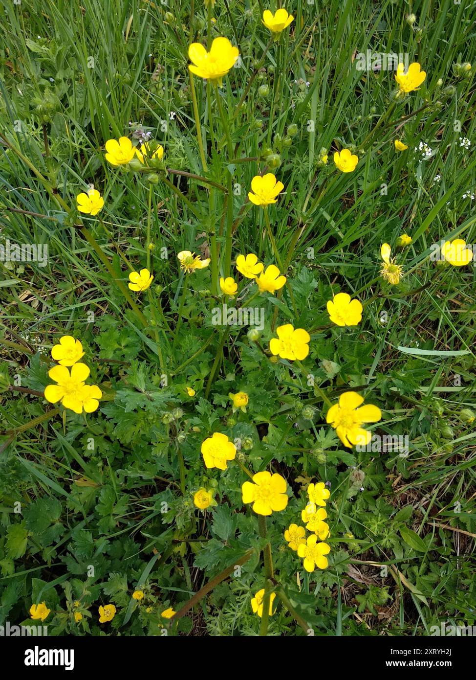 bulbous buttercup (Ranunculus bulbosus) Plantae Stock Photo - Alamy