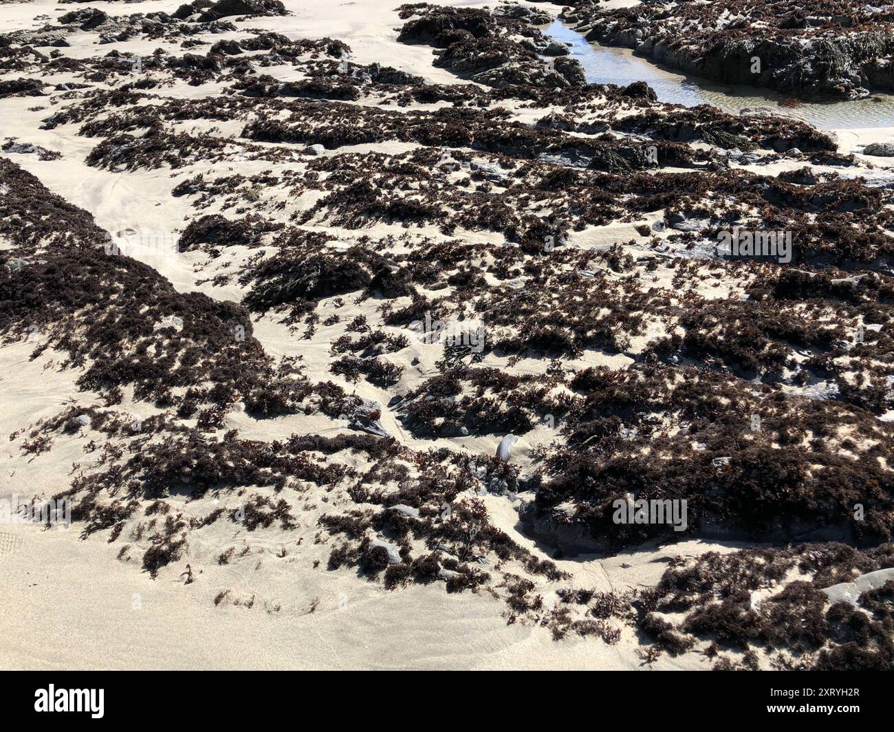 Scouring-pad alga (Endocladia muricata) Plantae Stock Photo - Alamy