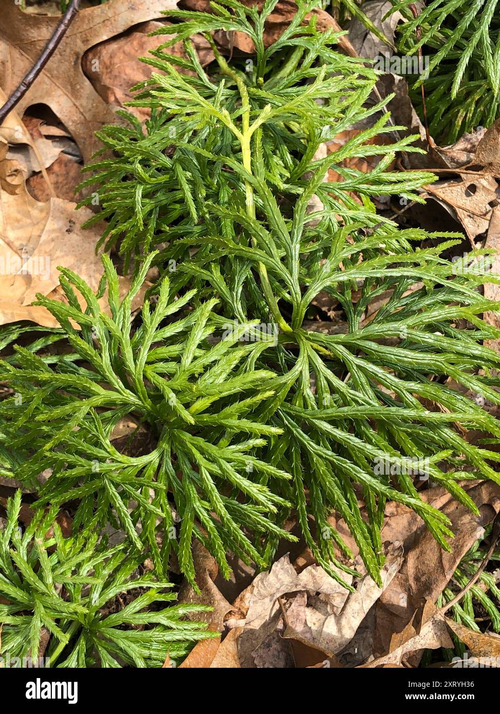 fan clubmoss (Diphasiastrum digitatum) Plantae Stock Photo - Alamy