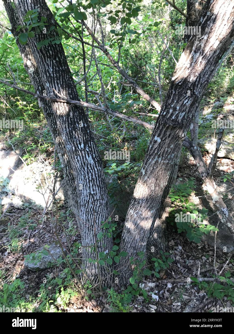 Texas ash (Fraxinus albicans) Plantae Stock Photo - Alamy