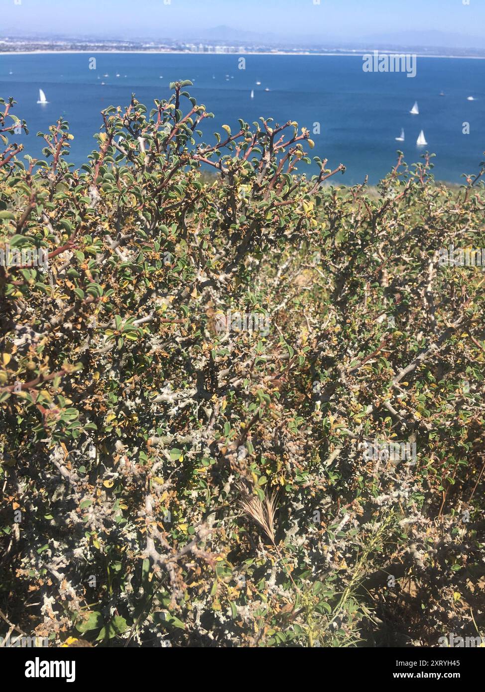 cliff spurge (Euphorbia misera) Plantae Stock Photo - Alamy