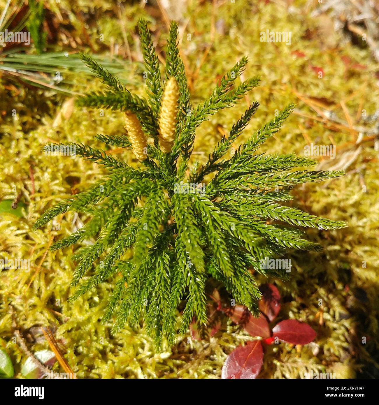flat-branched tree-clubmoss (Dendrolycopodium obscurum) Plantae Stock ...