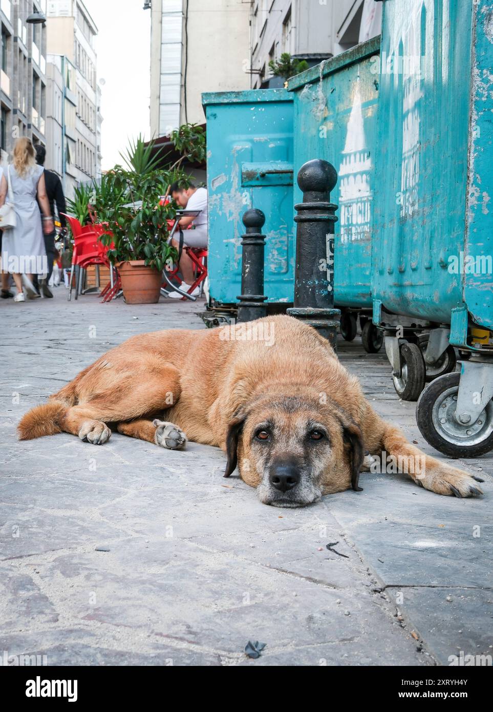 Euthanize hi-res stock photography and images - Alamy