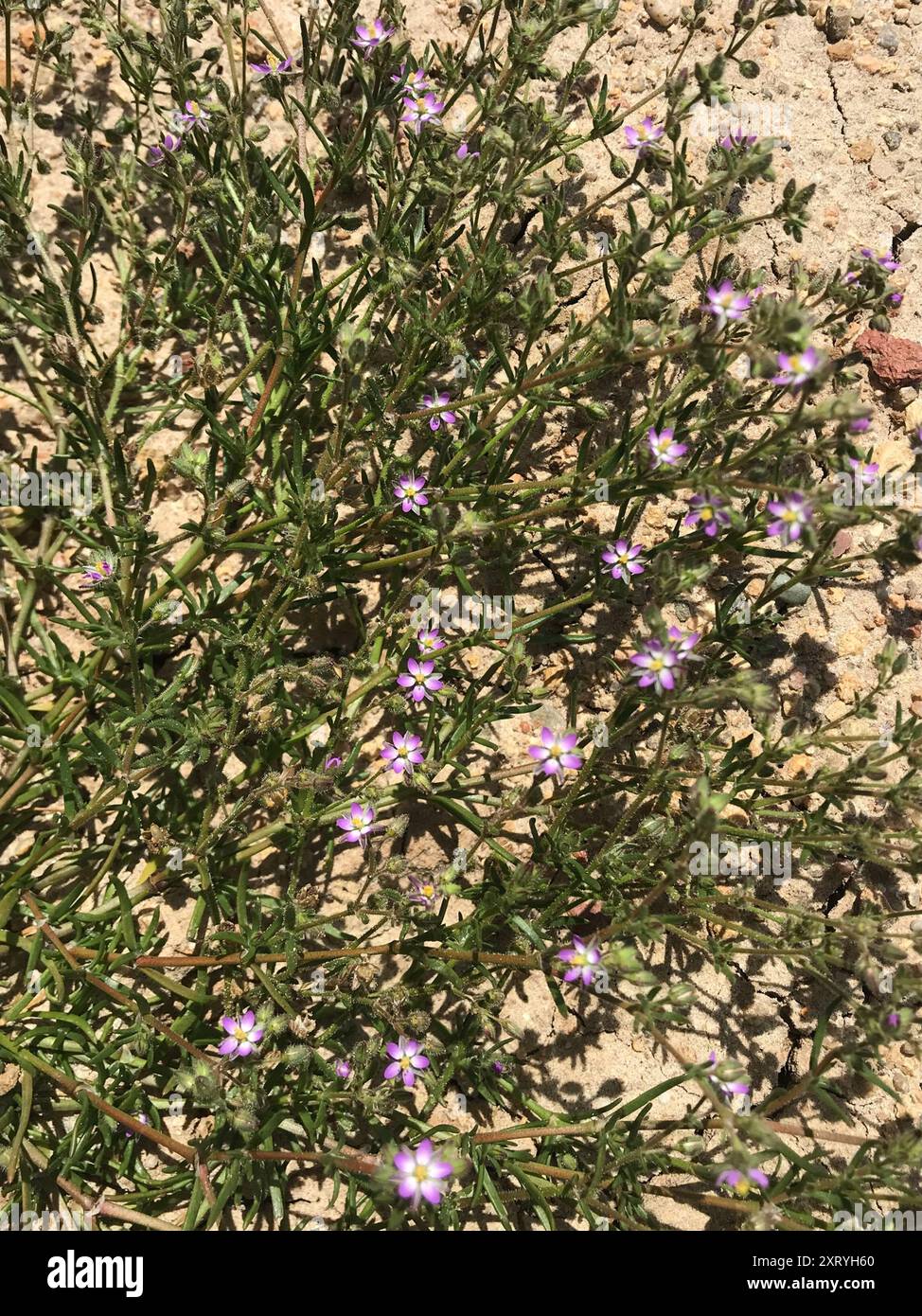 Sticky Sand-Spurrey (Spergularia macrotheca) Plantae Stock Photo - Alamy