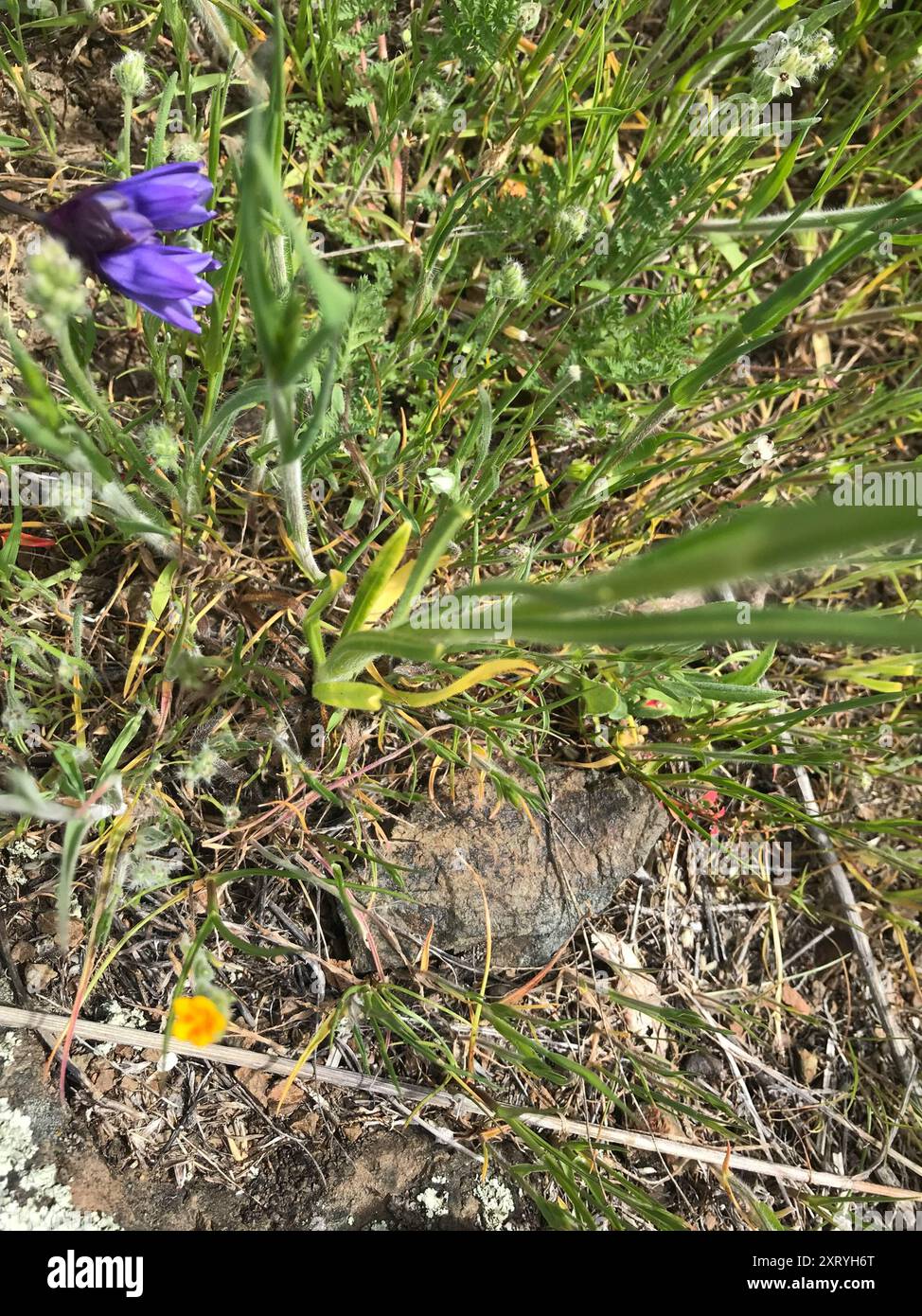 Common Fiddleneck (Amsinckia menziesii) Plantae Stock Photo - Alamy