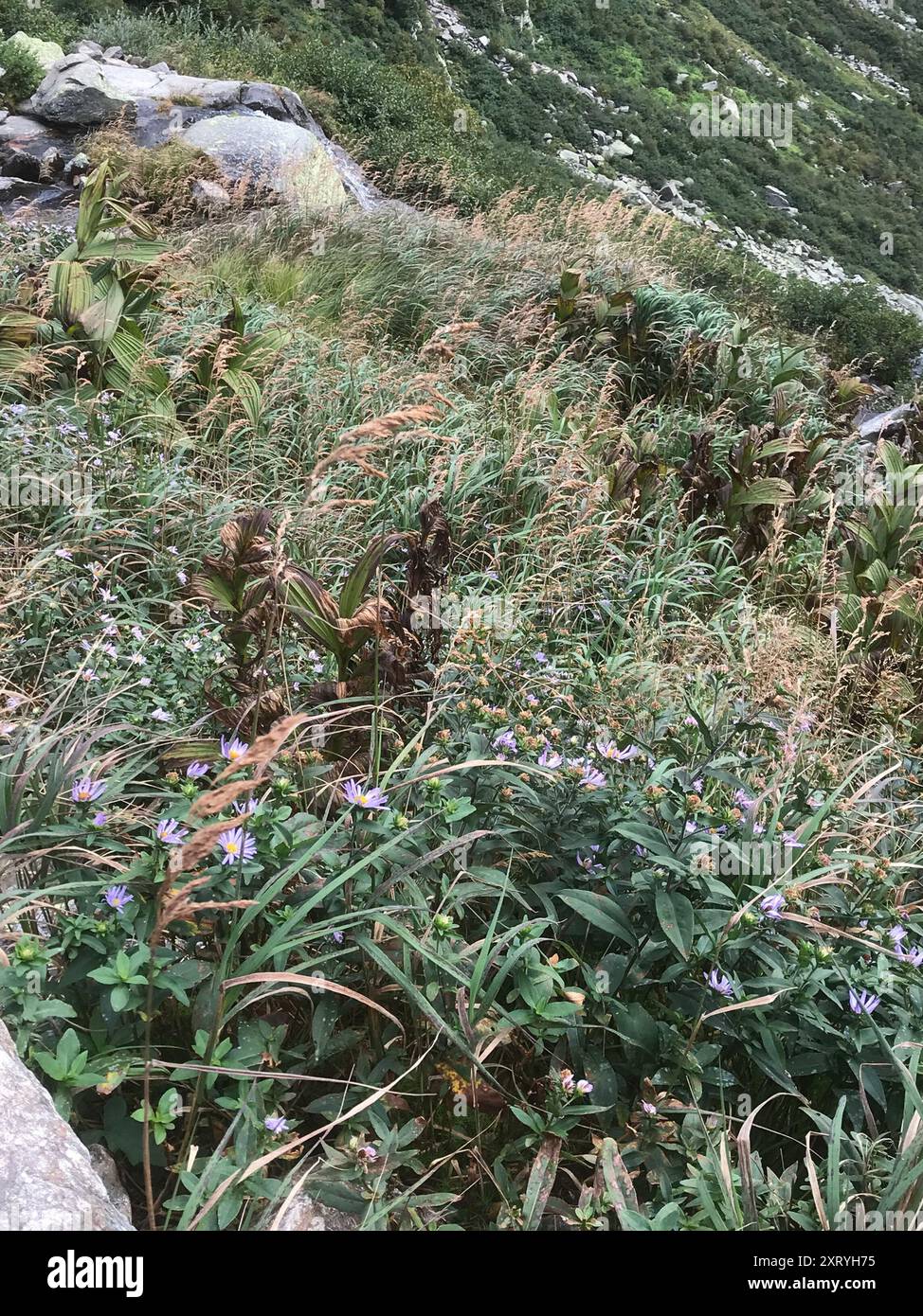 canadian bluejoint (Calamagrostis canadensis) Plantae Stock Photo - Alamy