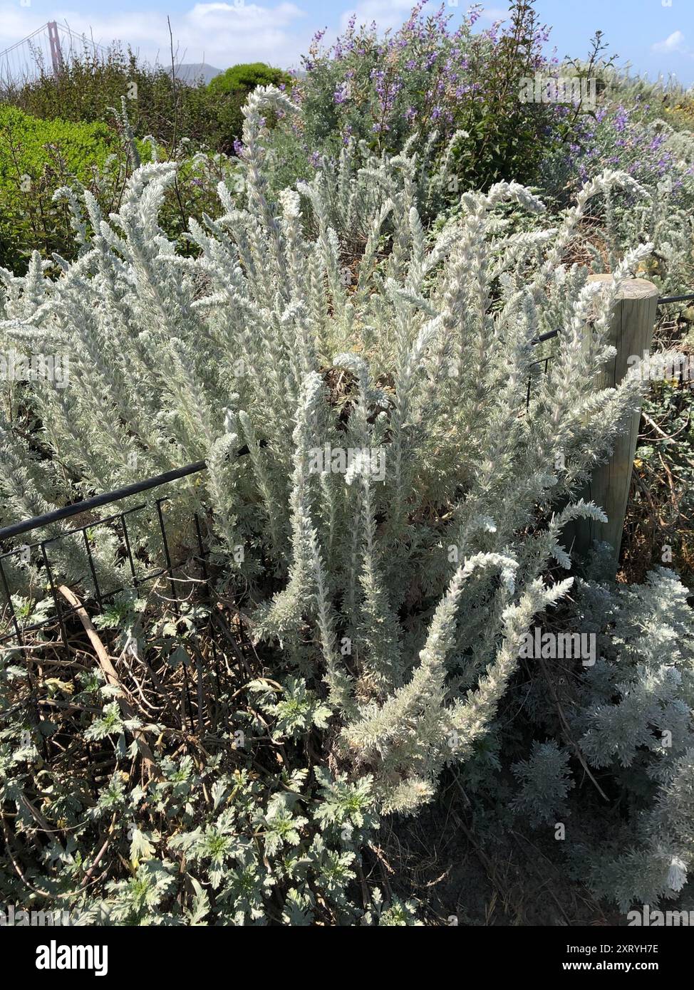 coastal sagewort (Artemisia pycnocephala) Plantae Stock Photo - Alamy