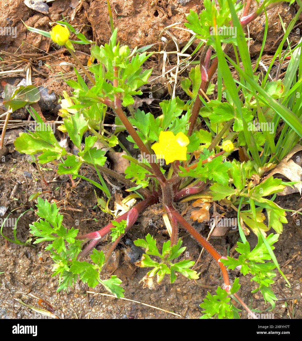 bulbous buttercup (Ranunculus bulbosus) Plantae Stock Photo - Alamy
