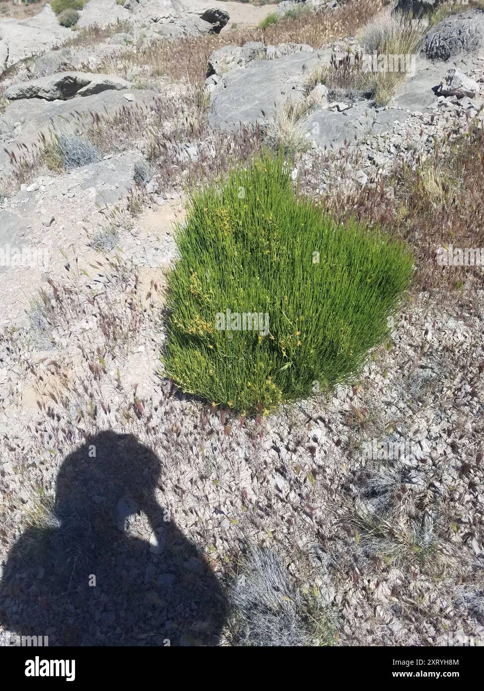 rough jointfir (Ephedra aspera) Plantae Stock Photo - Alamy