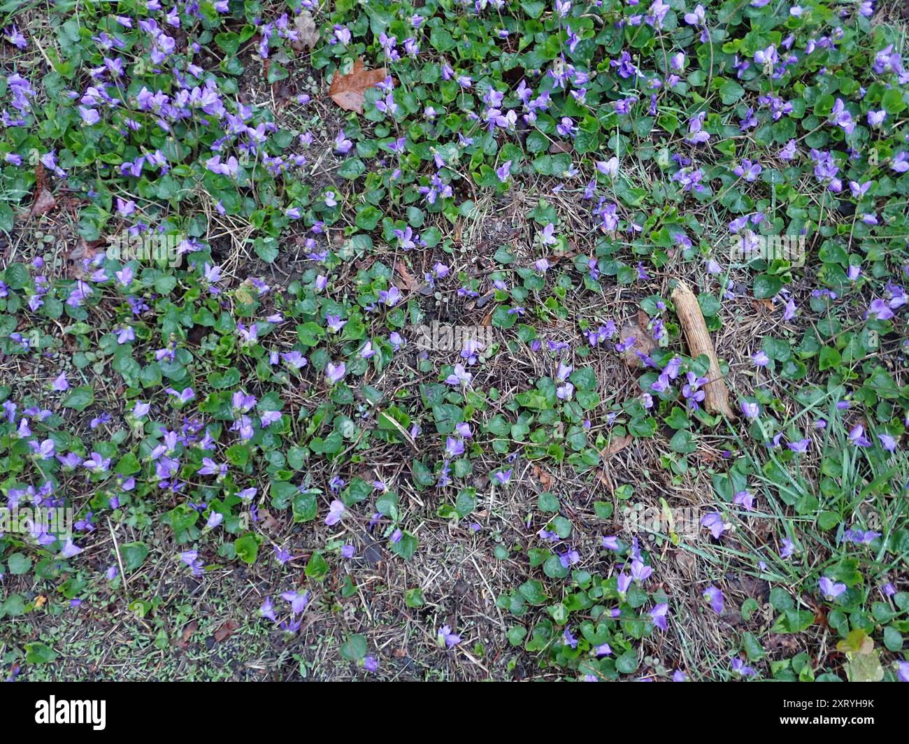 common blue violet (Viola sororia) Plantae Stock Photo - Alamy