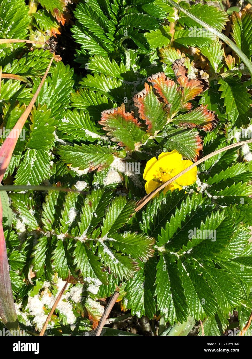 Pacific silverweed (Argentina pacifica) Plantae Stock Photo - Alamy