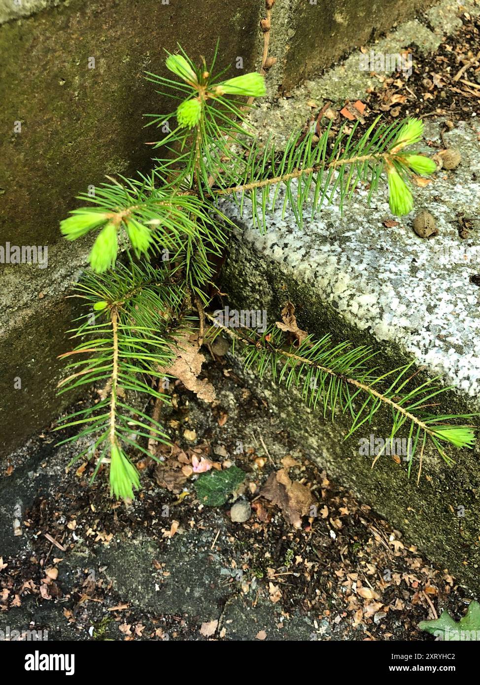 pine family (Pinaceae) Plantae Stock Photo - Alamy