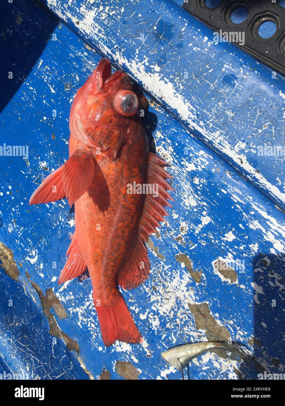 Rockfishes (Sebastes) Actinopterygii Stock Photo - Alamy