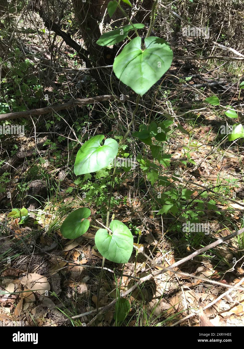 Pearl Milkweed (Matelea reticulata) Plantae Stock Photo - Alamy