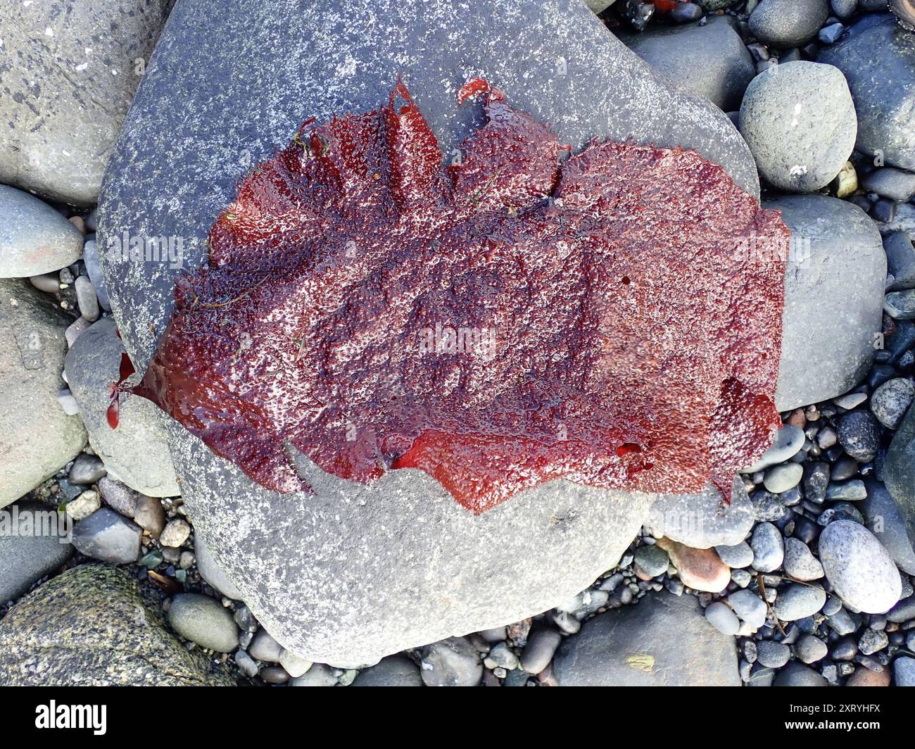 Turkish Towel (Chondracanthus exasperatus) Plantae Stock Photo - Alamy