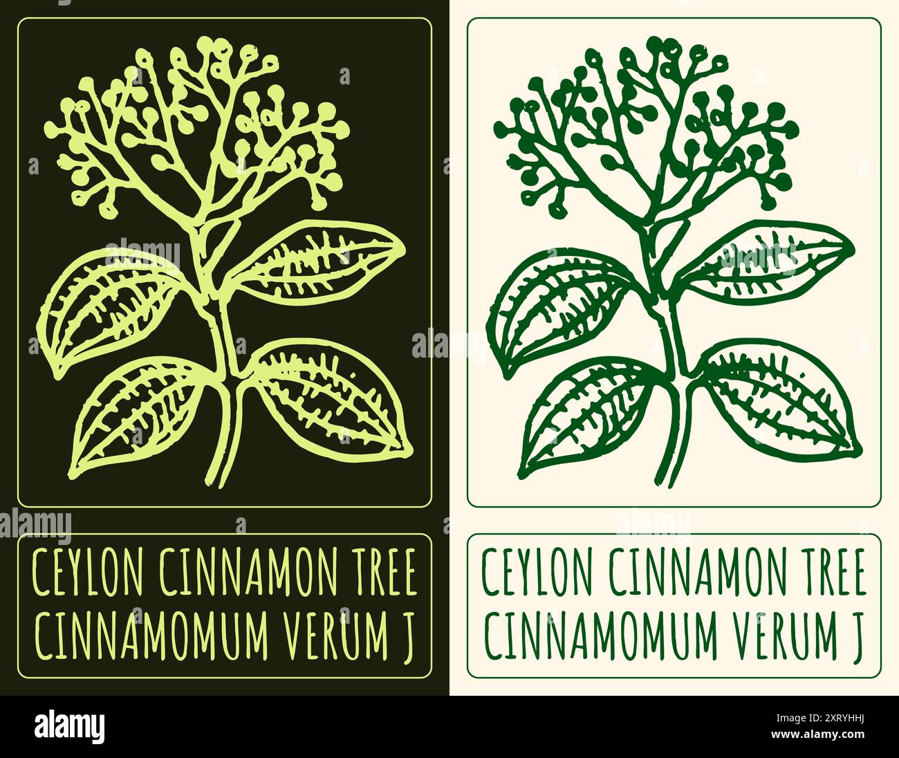 Vector drawing CEYLON CINNAMON TREE. Hand drawn illustration. Latin ...