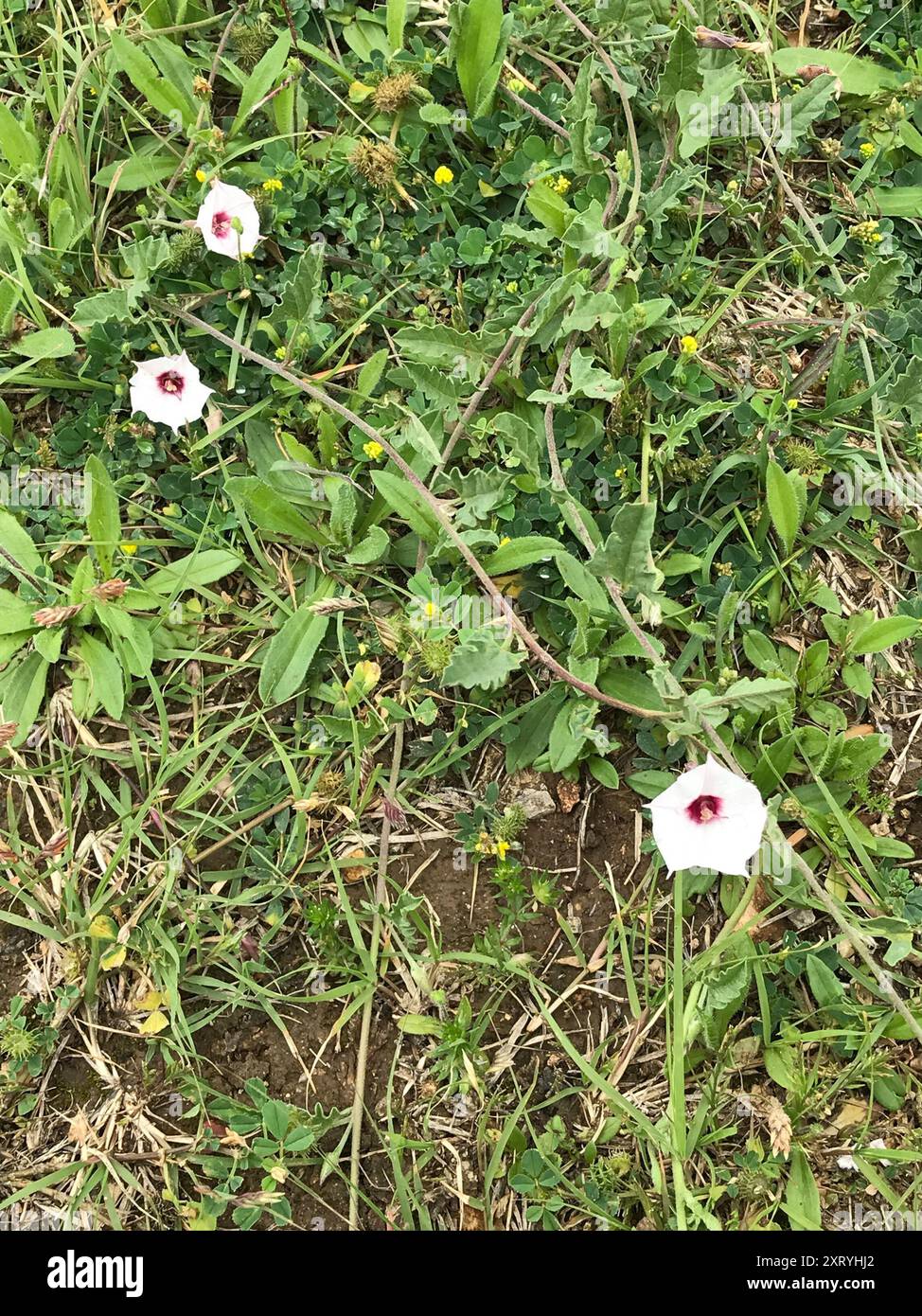 Texas bindweed (Convolvulus equitans) Plantae Stock Photo - Alamy