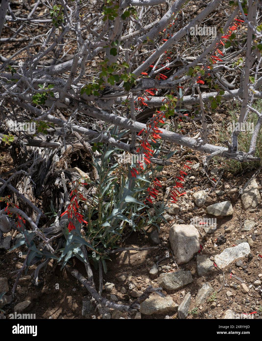 scarlet bugler (Penstemon centranthifolius) Plantae Stock Photo - Alamy