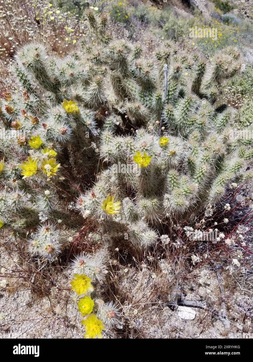 Silver Cholla (Cylindropuntia echinocarpa) Plantae Stock Photo - Alamy